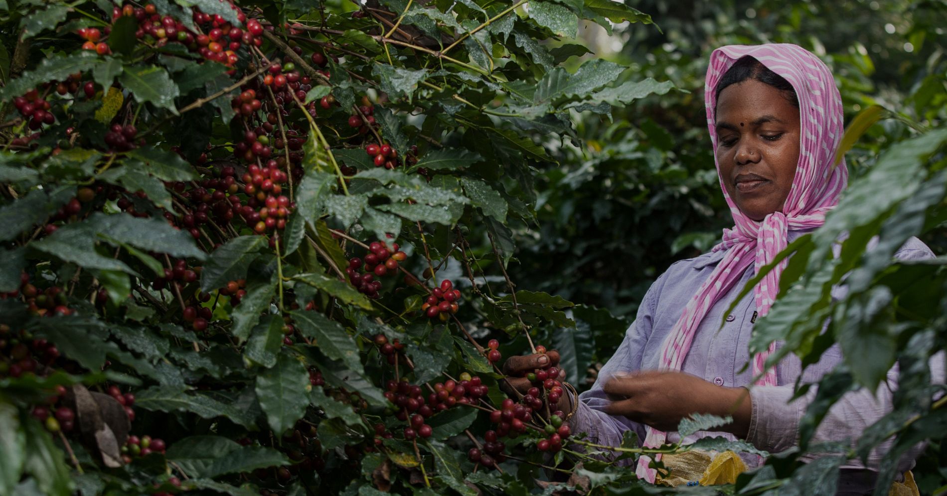 Our Process – From Bean to Brew at First Coffee – FirstcoffeeIndia